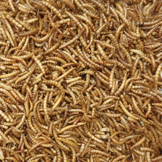 Mealworms – Bitterne Box Co